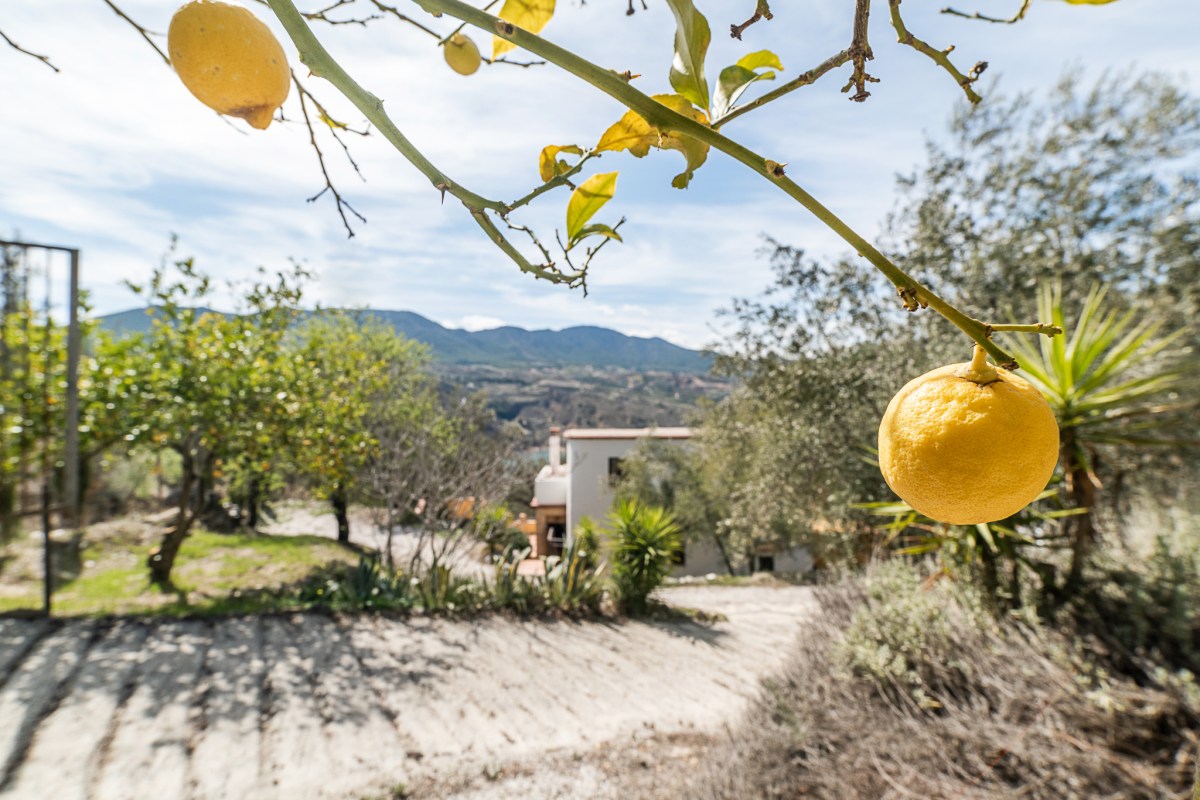 Thanks for a wonderful 2023 making your Lecrin Valley property dreams ...